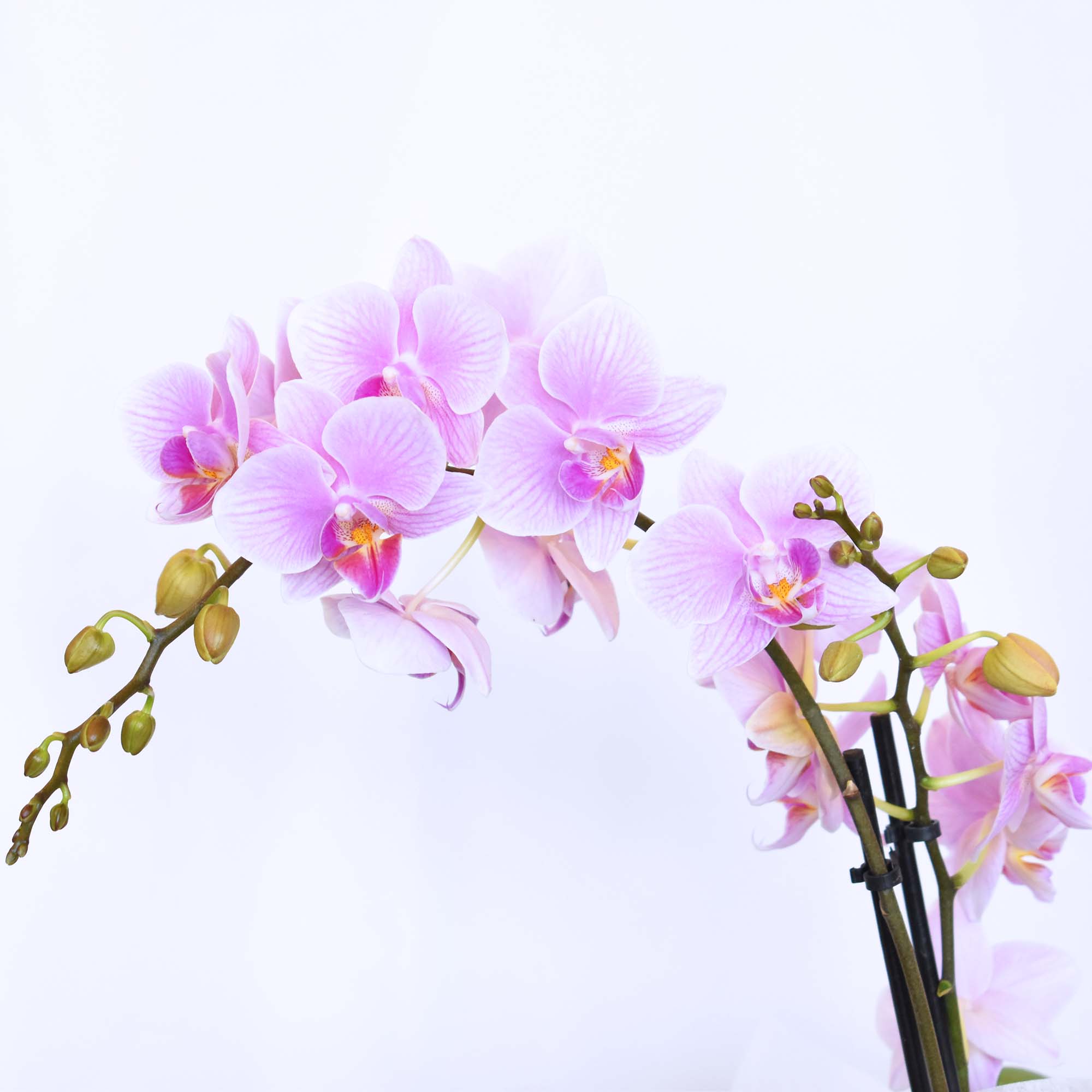 Miniature Moth Orchid | Melissa's Florist & Gifts - Same-Day Plant ...